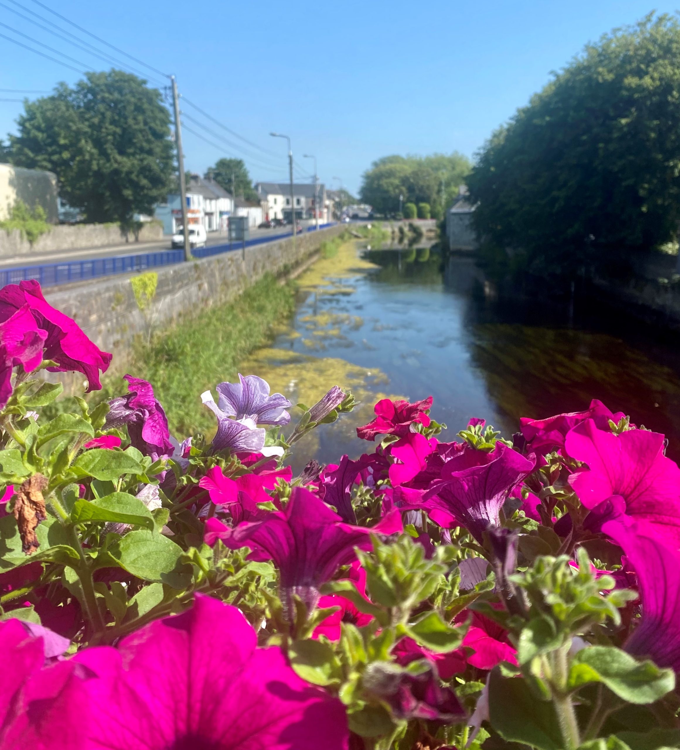 Ennis competes in international 'Communities In Bloom' - Ennis Chamber ...